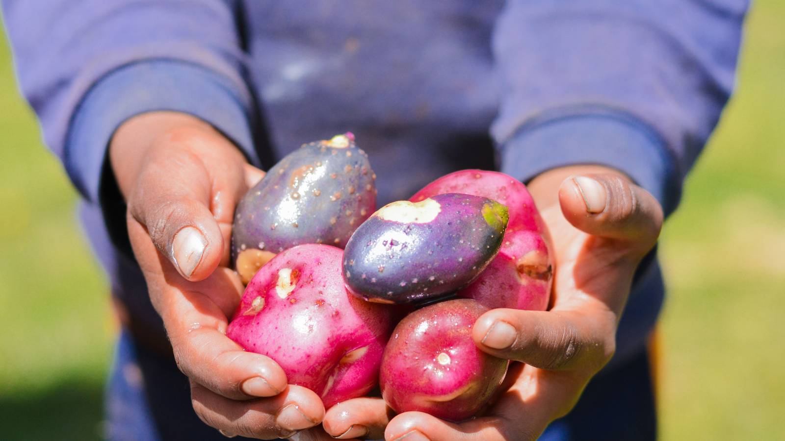 6 Types of Purple and Blue Potatoes to Grow in Your Garden