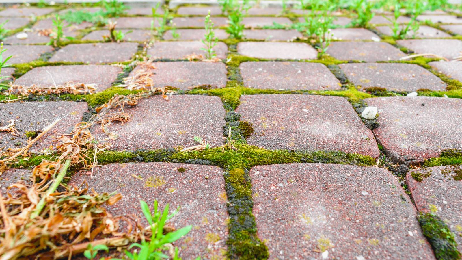 Get Rid of Lawn and Garden Moss With Baking Soda