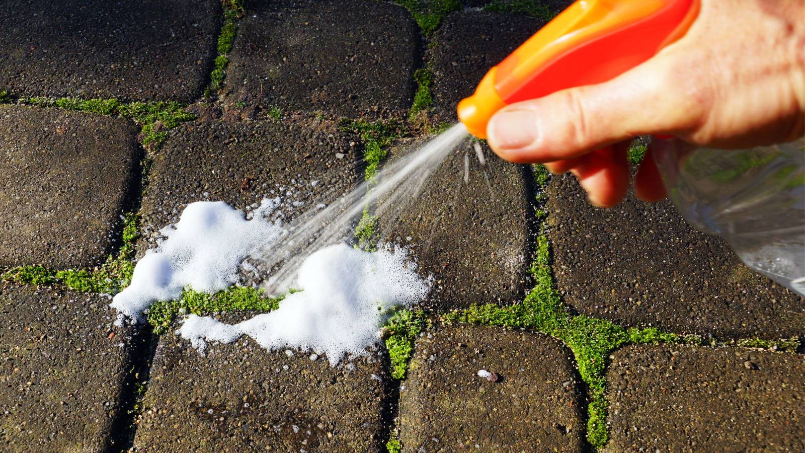 How to Kill Moss With Vinegar