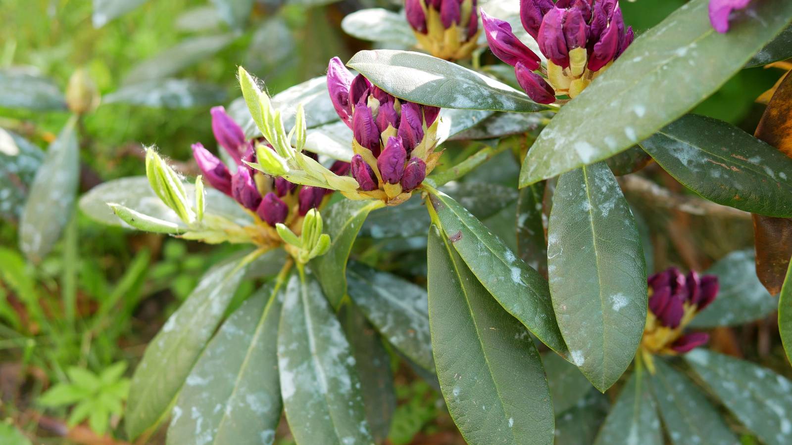 6 Common Problems With Azaleas