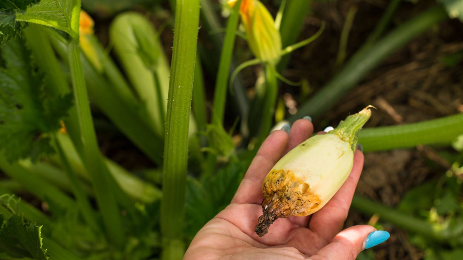 Why Your Zucchini Stems are Rotting and What to Do