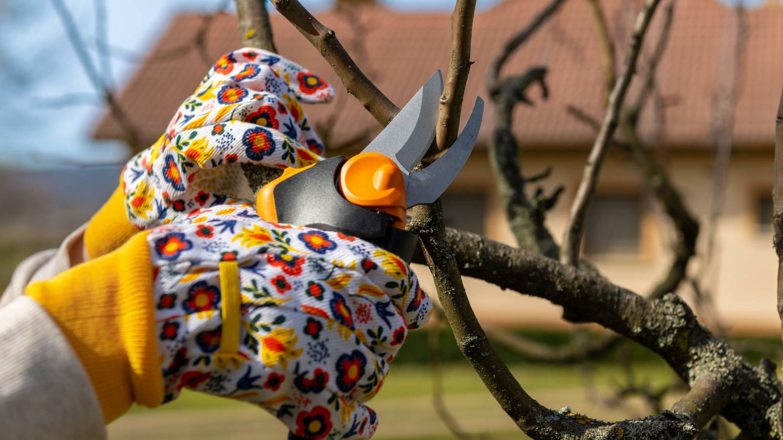 5 Common Pruning Mistakes & How to Avoid Them