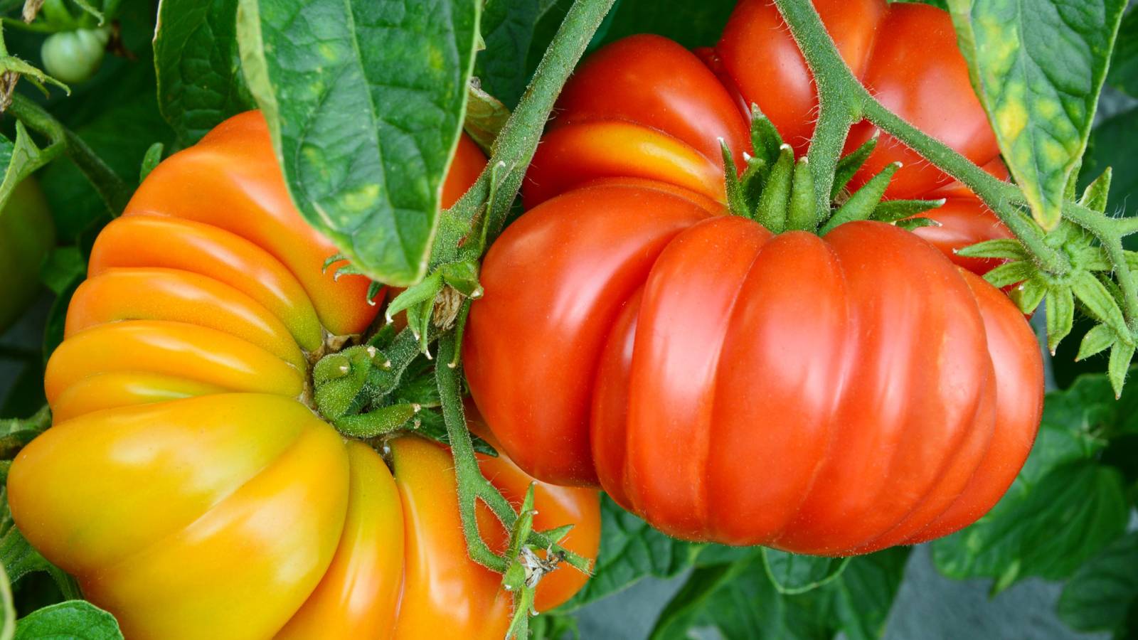 9 Tips For Growing Heirloom Tomatoes