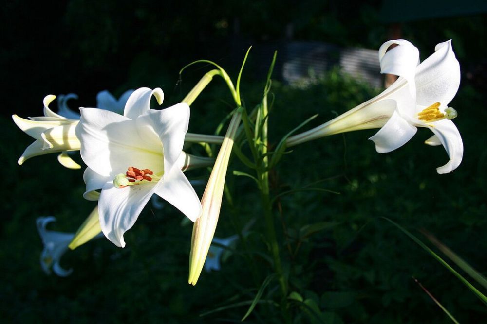 5 Best Lilies To Grow in Containers