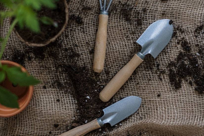 How to Grow Lettuce in Containers