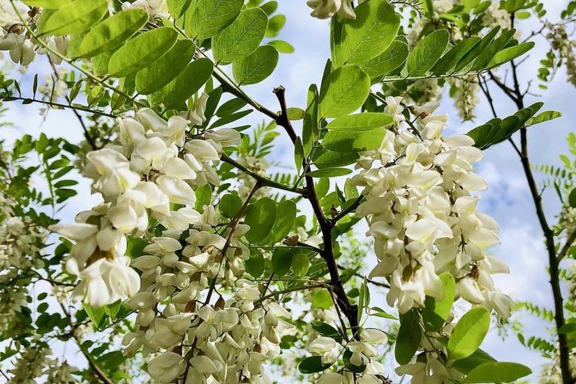 6 Best Fast-Growing Flowering Trees For Your Landscape