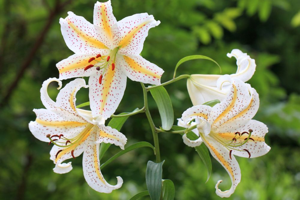 7 Tips for Growing Lilies in Your Garden