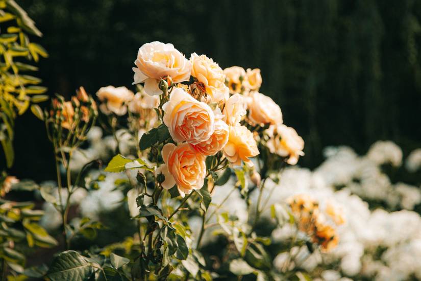 How Often to Water Your Roses