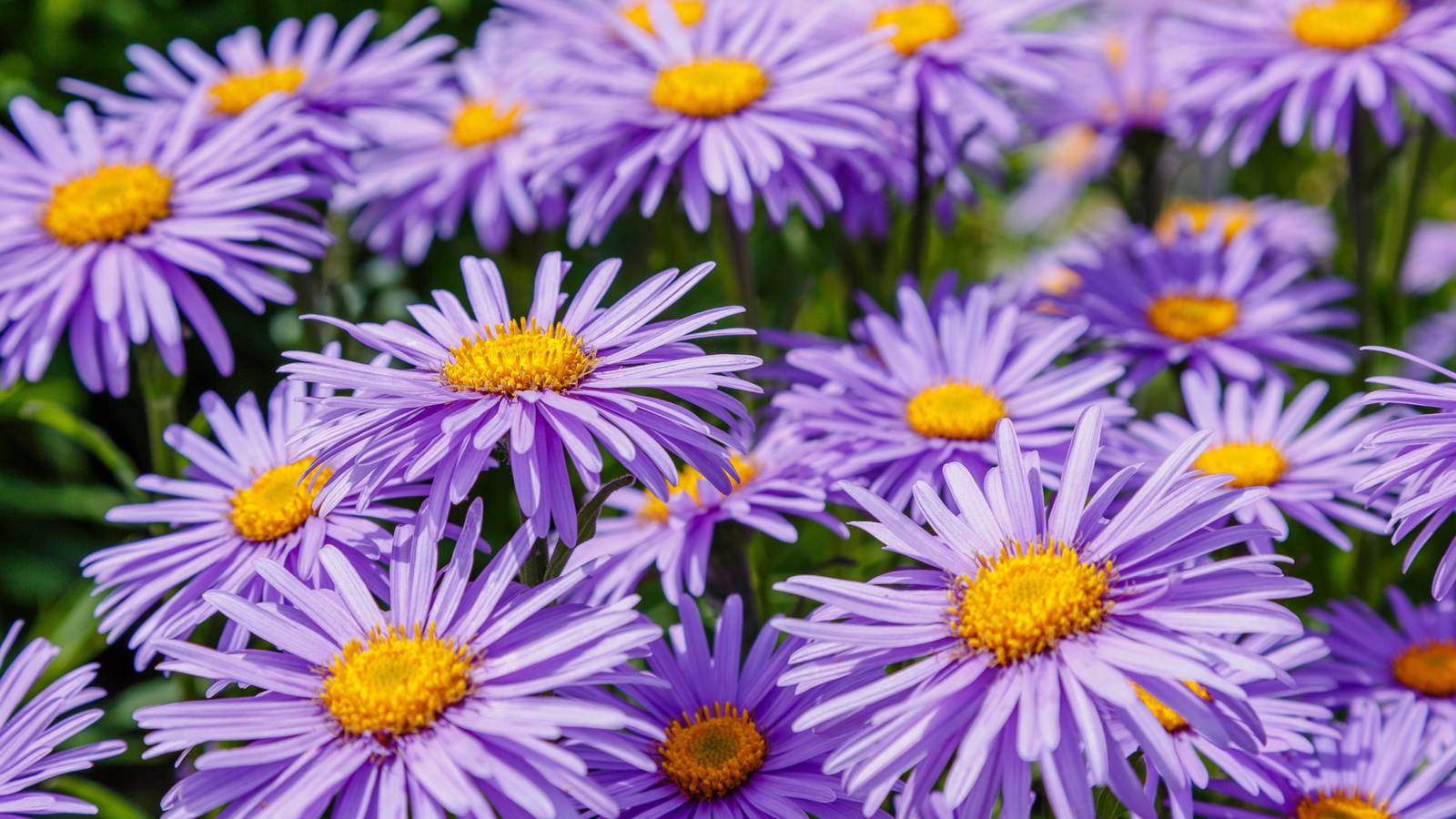 5 Eco-Friendly Alternatives to Grass Yards