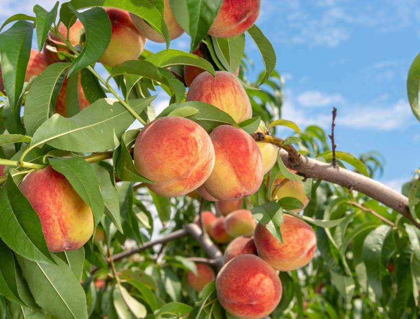 7 Reasons to Use Epsom Salt on Fruit Trees