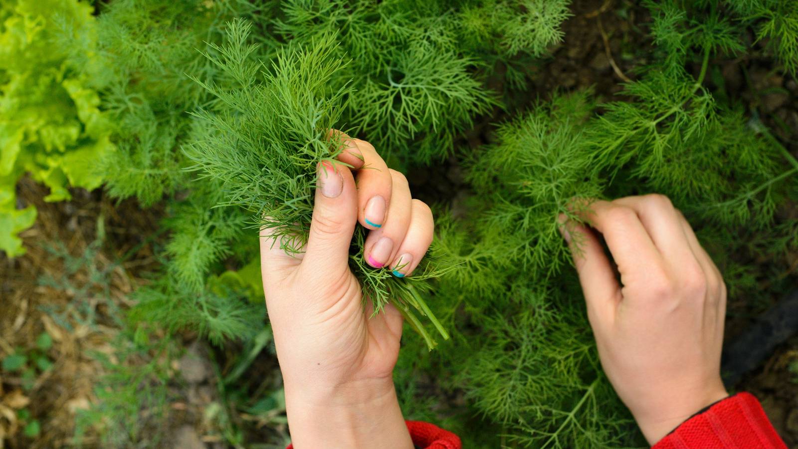 11 Tips For Growing Dill in Your Herb Garden