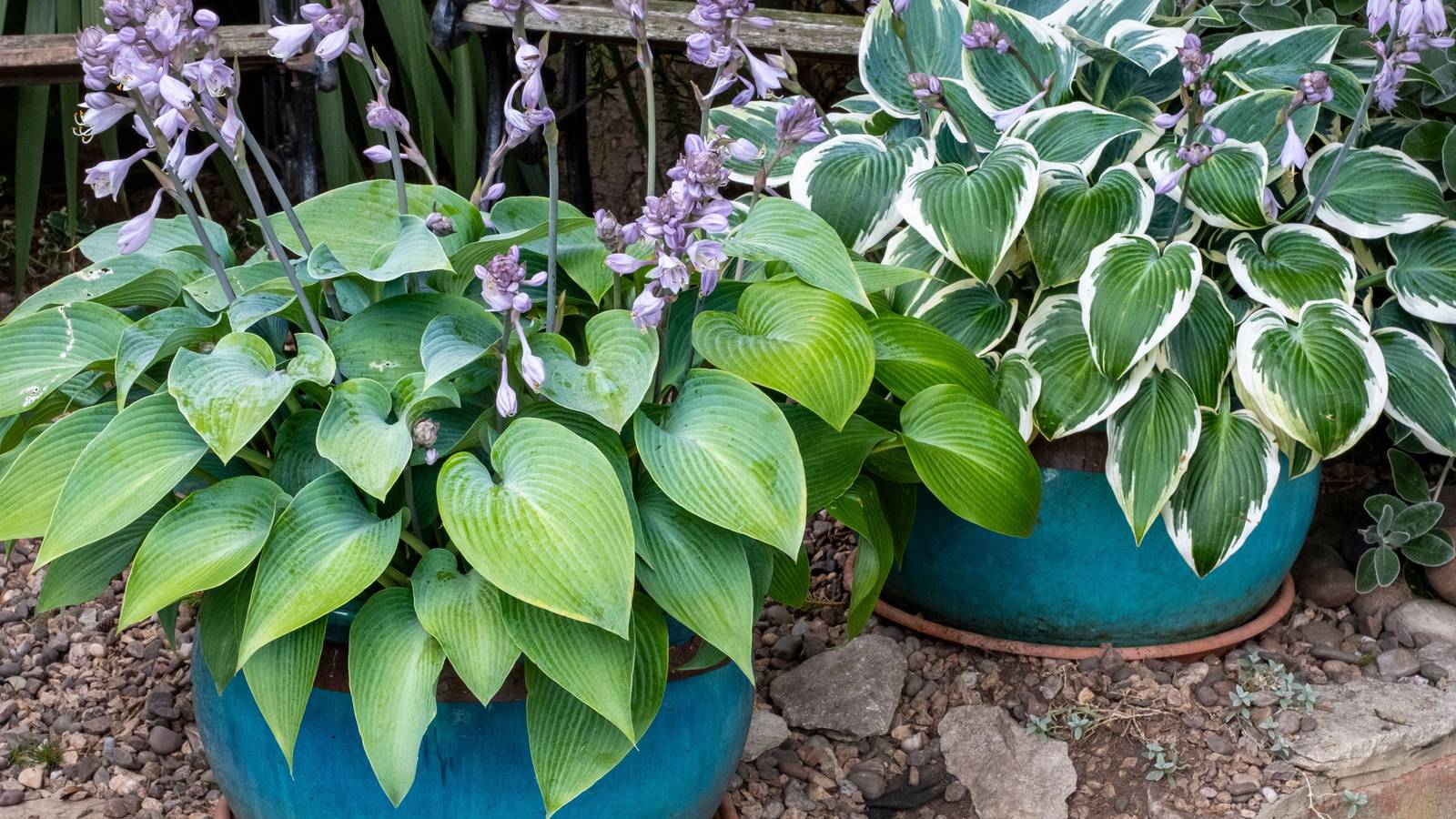 6 Tips for Growing Hostas in Pots