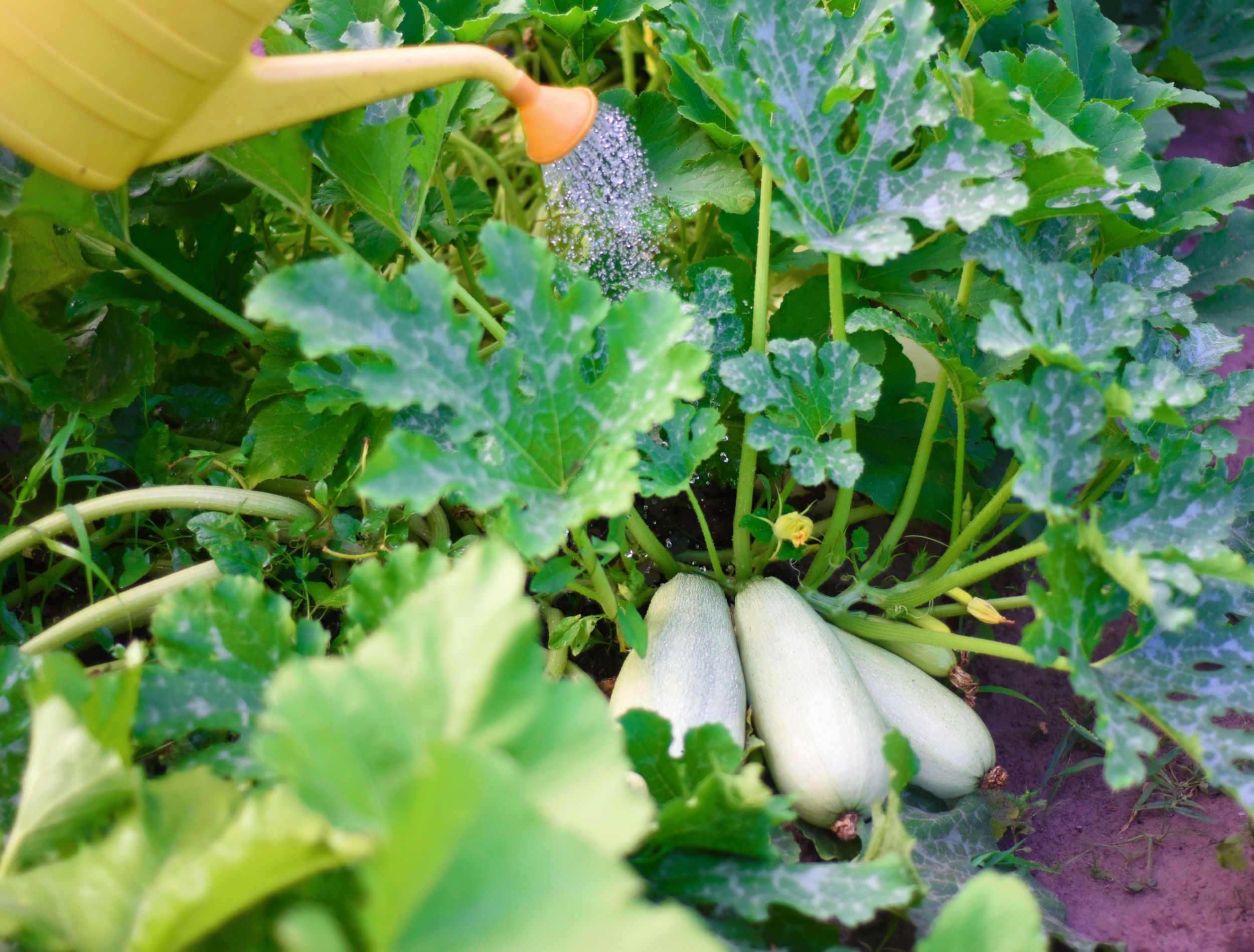 How Often to Water Your Zucchini Plants
