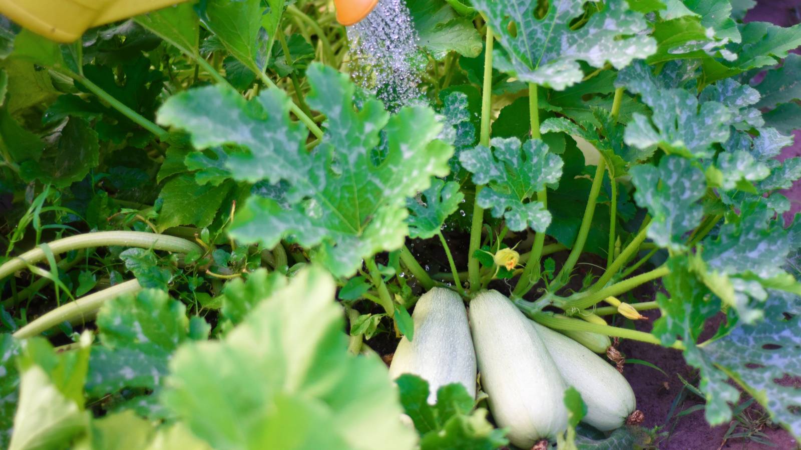 How Often to Water Your Zucchini Plants