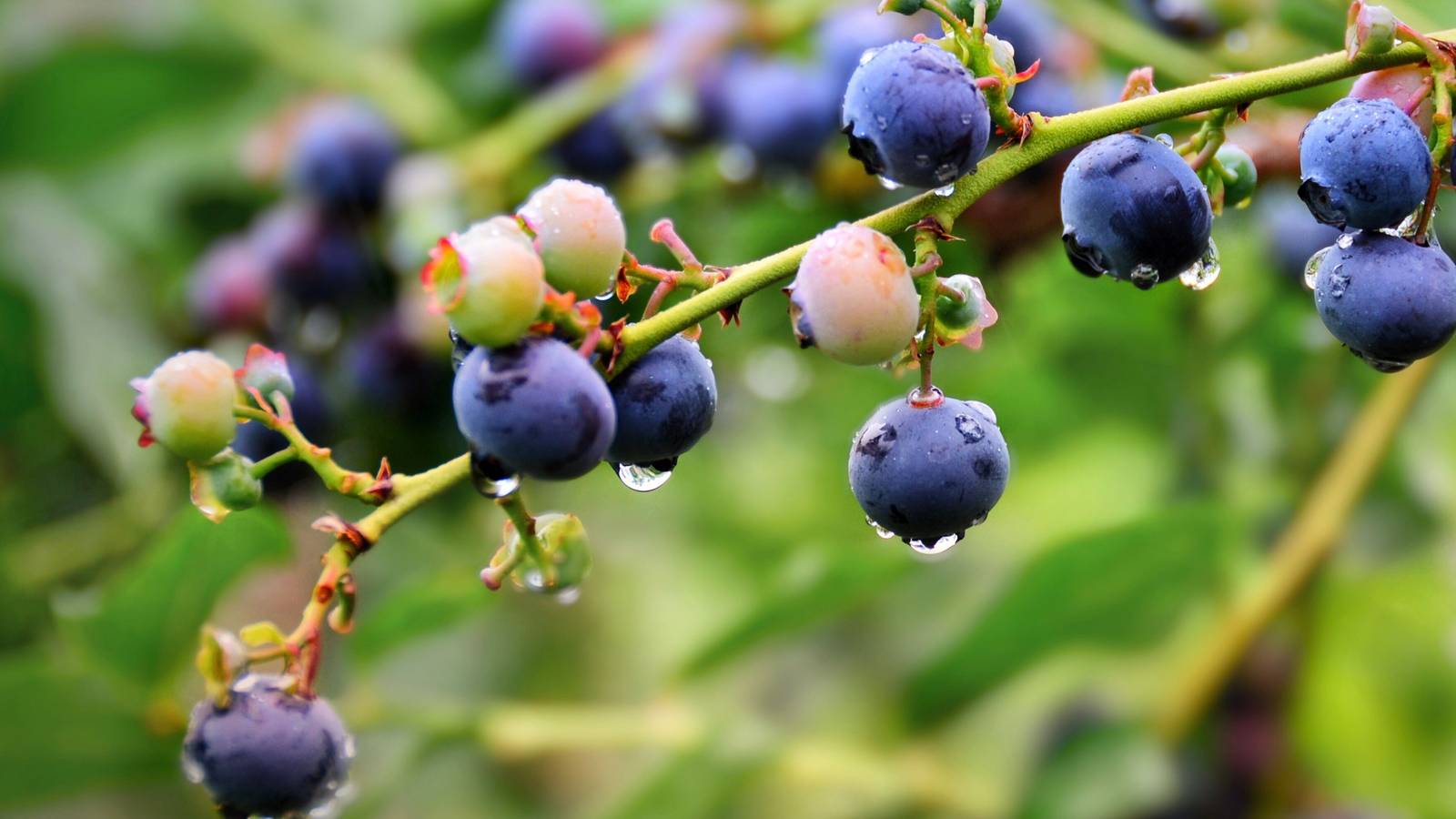How to Properly Water Your Blueberry Bushes