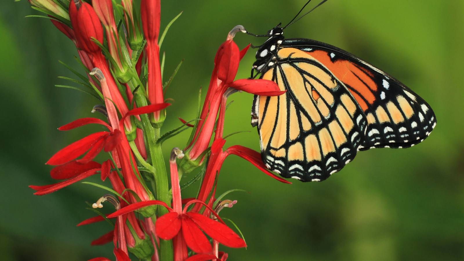 6 Best Plants For a Pollinator Garden