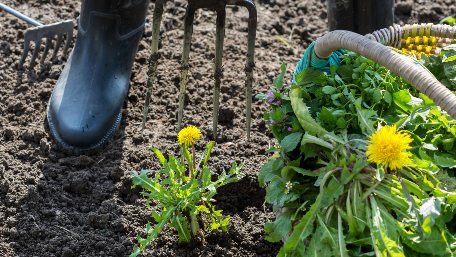7 Beneficial Weeds You'll Want to Keep in Your Garden
