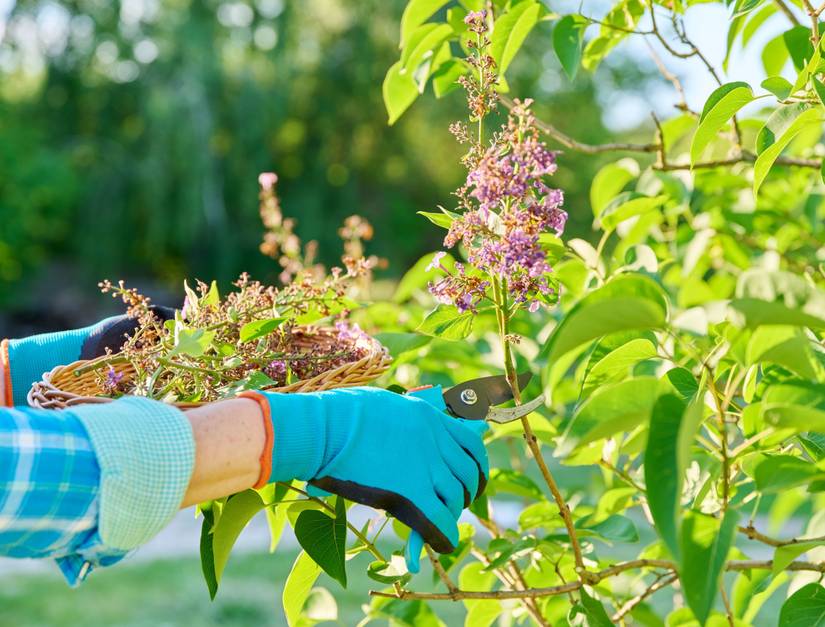 6 Tips for Growing Lilac Bushes in Your Landscape