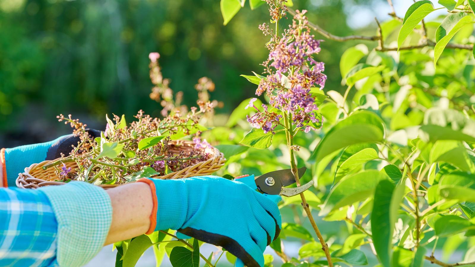 How to Propagate Lilacs From Cuttings