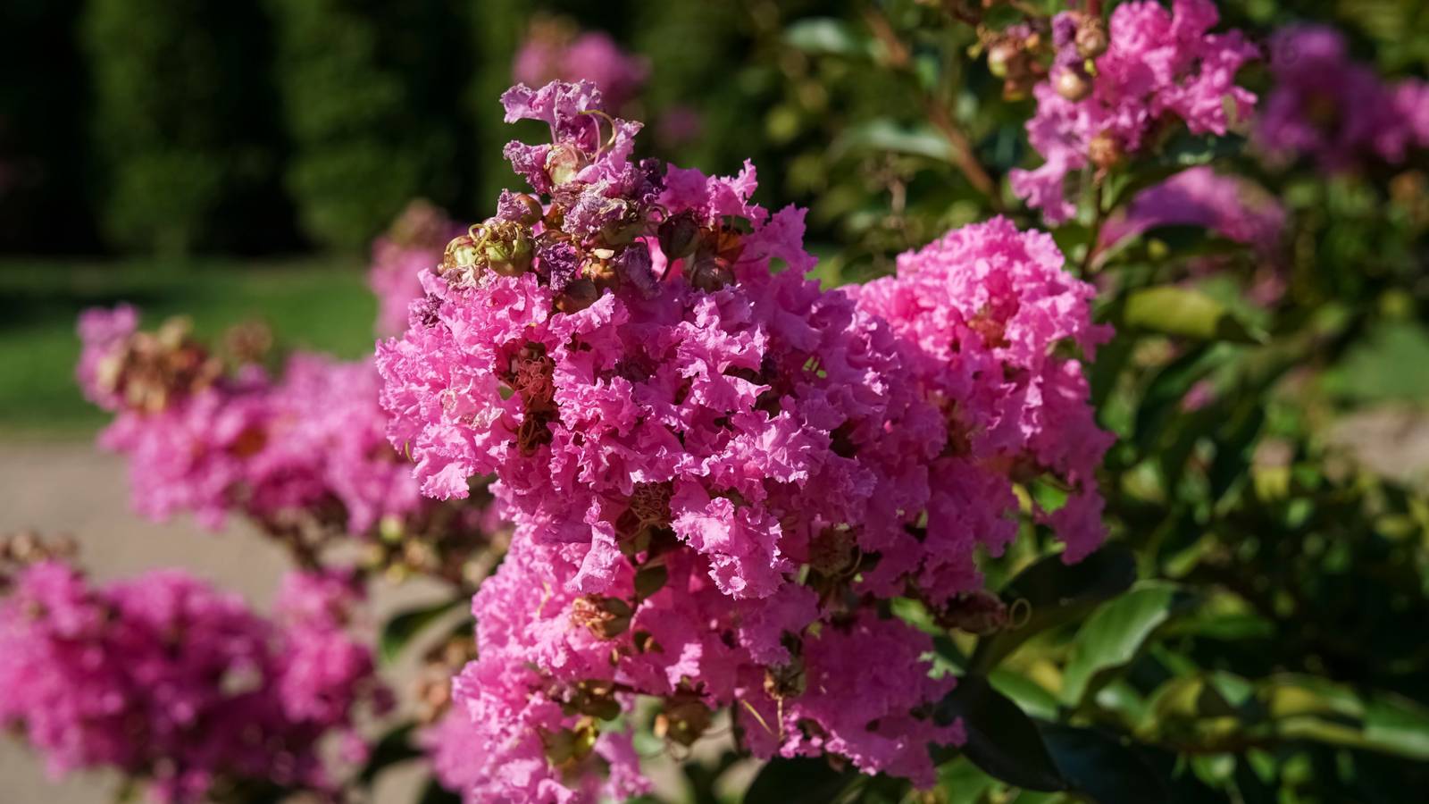 6 Best Fast-Growing Flowering Trees For Your Landscape