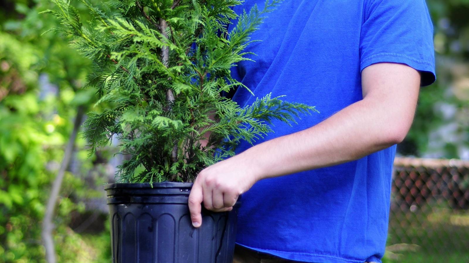 The Best Trees for Privacy Screens in Containers