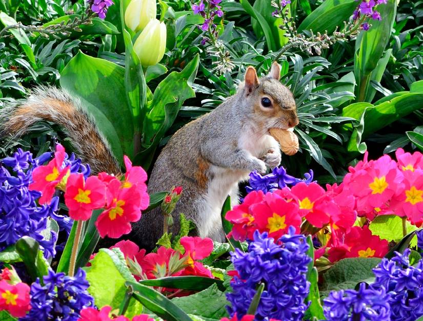 5 Ways to Protect Your Tomato Plants From Squirrels