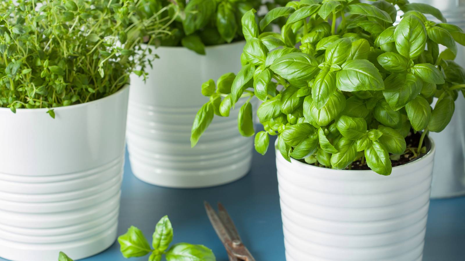 5 Best Herbs to Grow in Your Kitchen