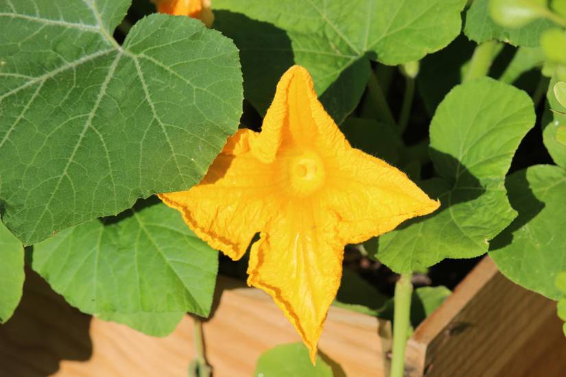 How to Pollinate Squash by Hand for a Bigger Yield