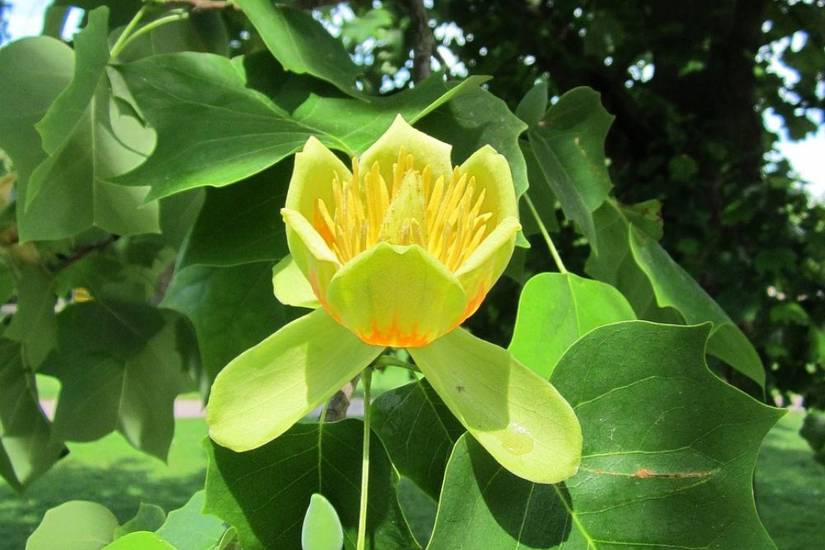 6 Best Fast-Growing Flowering Trees For Your Landscape