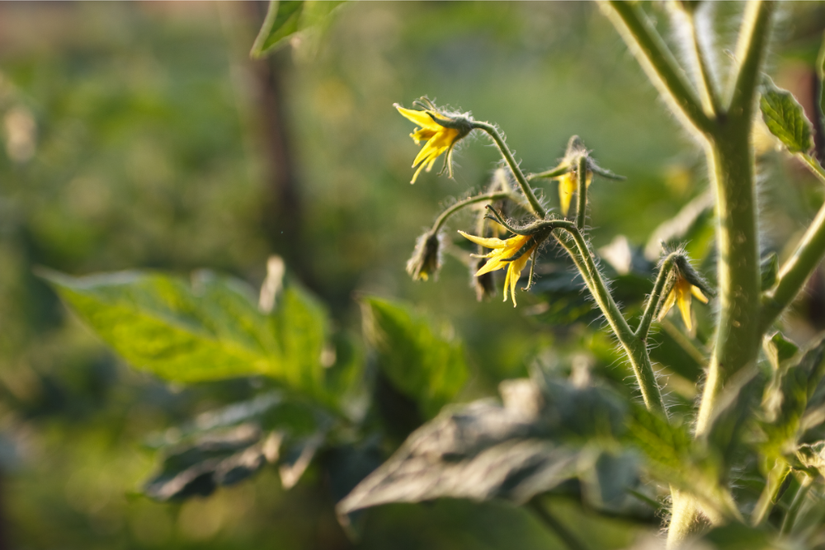 Should You Pinch Off Your Tomato Plant Flowers?