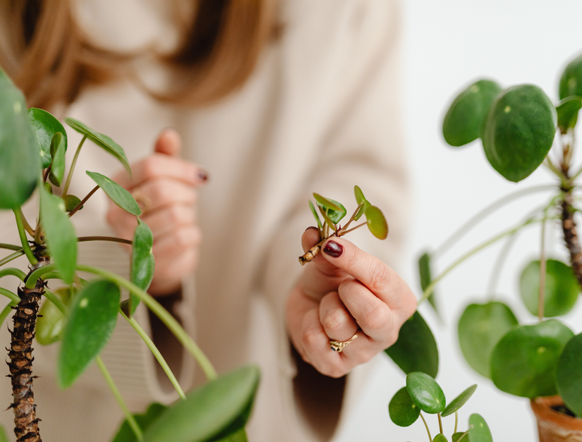 Mastering the Art of Plant Propagation: A Step-by-Step Guide to Taking ...