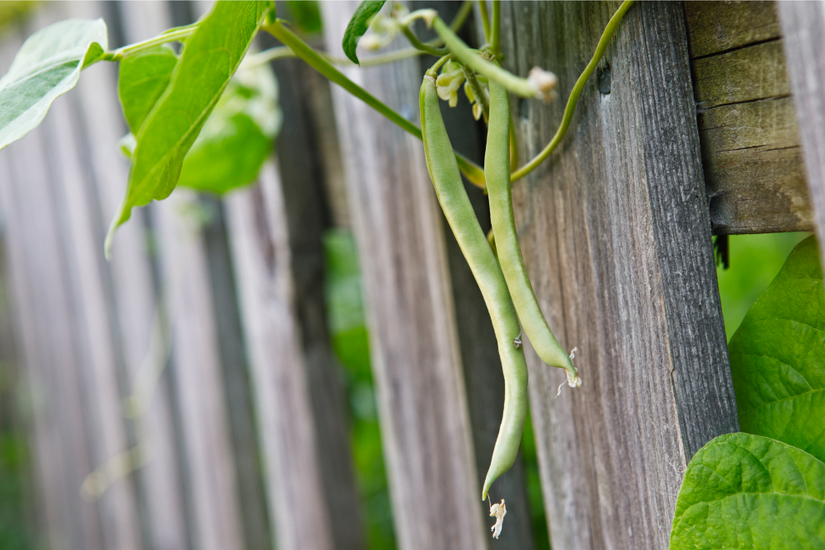 How to Properly Prune Pole Beans