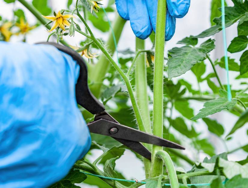How to Properly Prune Your Tomato Plants