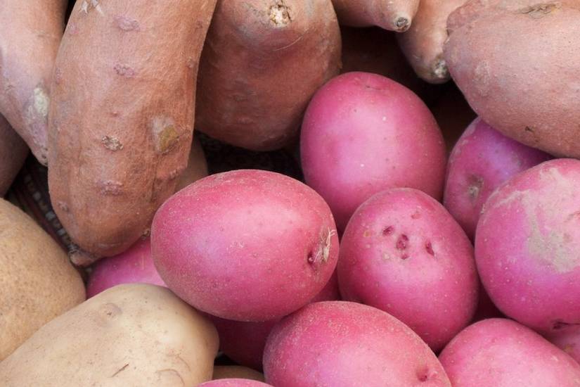 The Complete Process of Growing Potatoes in Your Home Garden