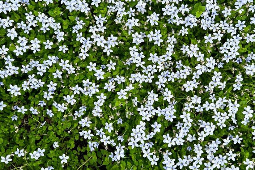5 Ground Covers You Can Walk On