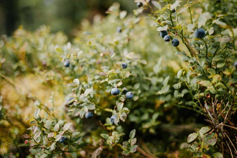 The Best Blueberry Varieties to Grow in Your Home Garden