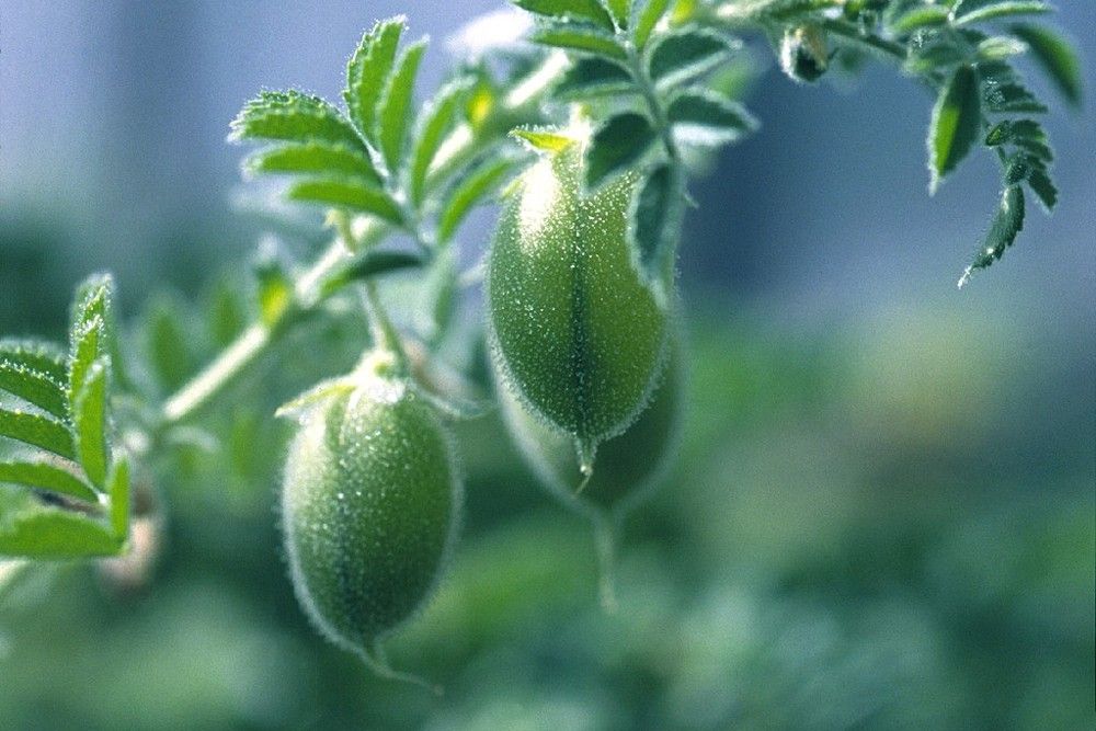 9 Tips For Growing Chickpeas in Containers