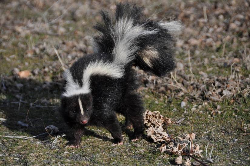 How to Use Vinegar to Repel Skunks From Your Yard or Garden