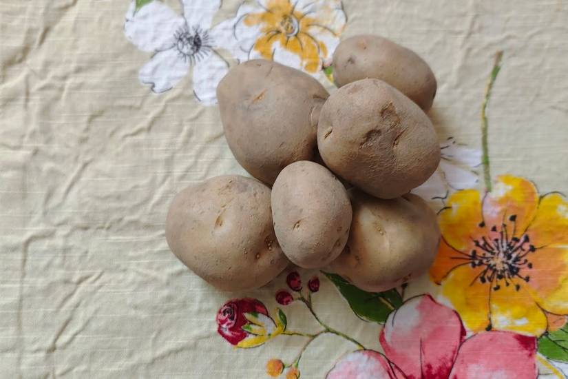 The Complete Process of Growing Potatoes in Your Home Garden