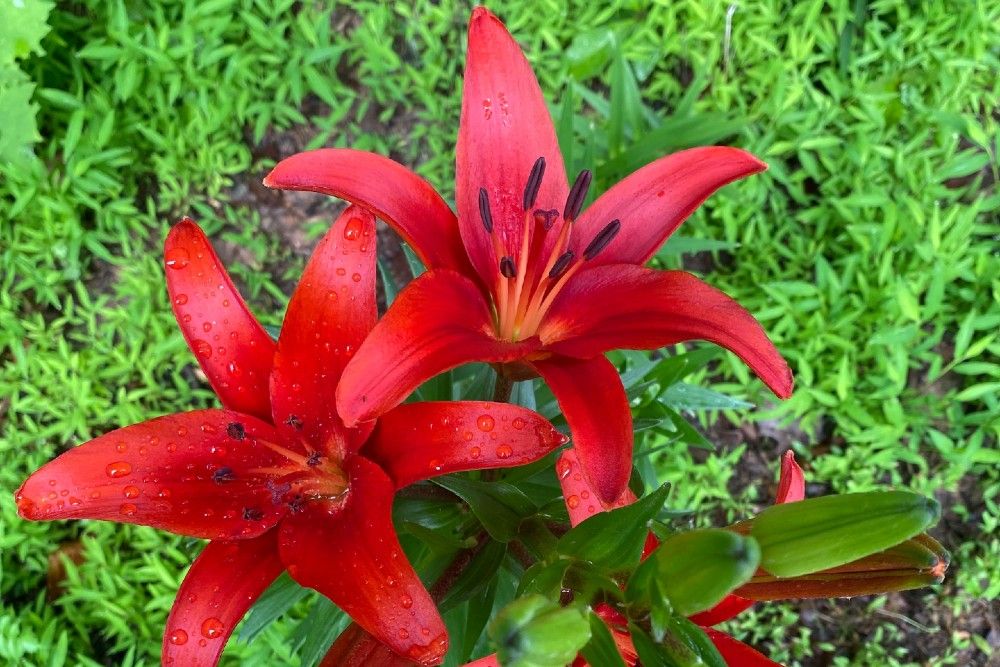 7 Tips for Growing Lilies in Your Garden