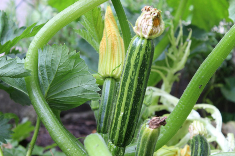 6 Types of Zucchini to Grow in Your Vegetable Garden