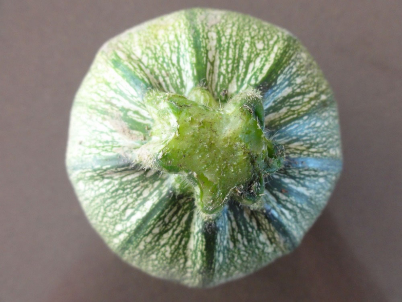 6 Types of Zucchini to Grow in Your Vegetable Garden