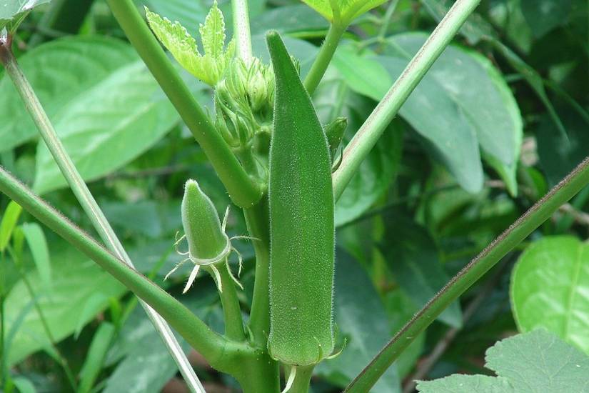 7 Drought-Tolerant Vegetables to Grow in Your Garden
