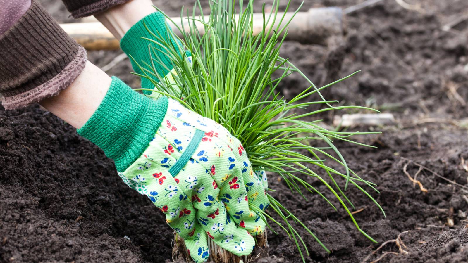 6 Tips on Growing Chives in Your Herb Garden