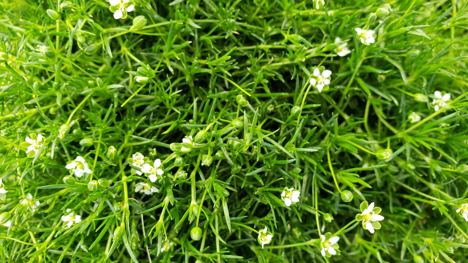 5 Ground Covers You Can Walk On