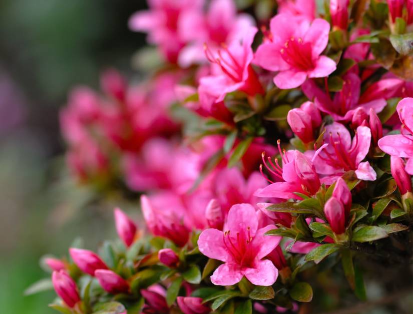 How to Fertilize Your Azaleas