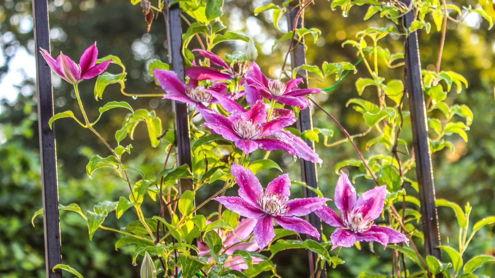 How to Train Clematis to Climb