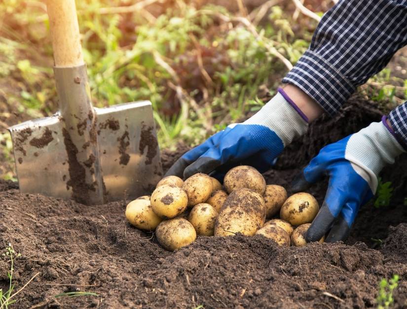 6 Tips For Growing Potatoes in Raised Beds