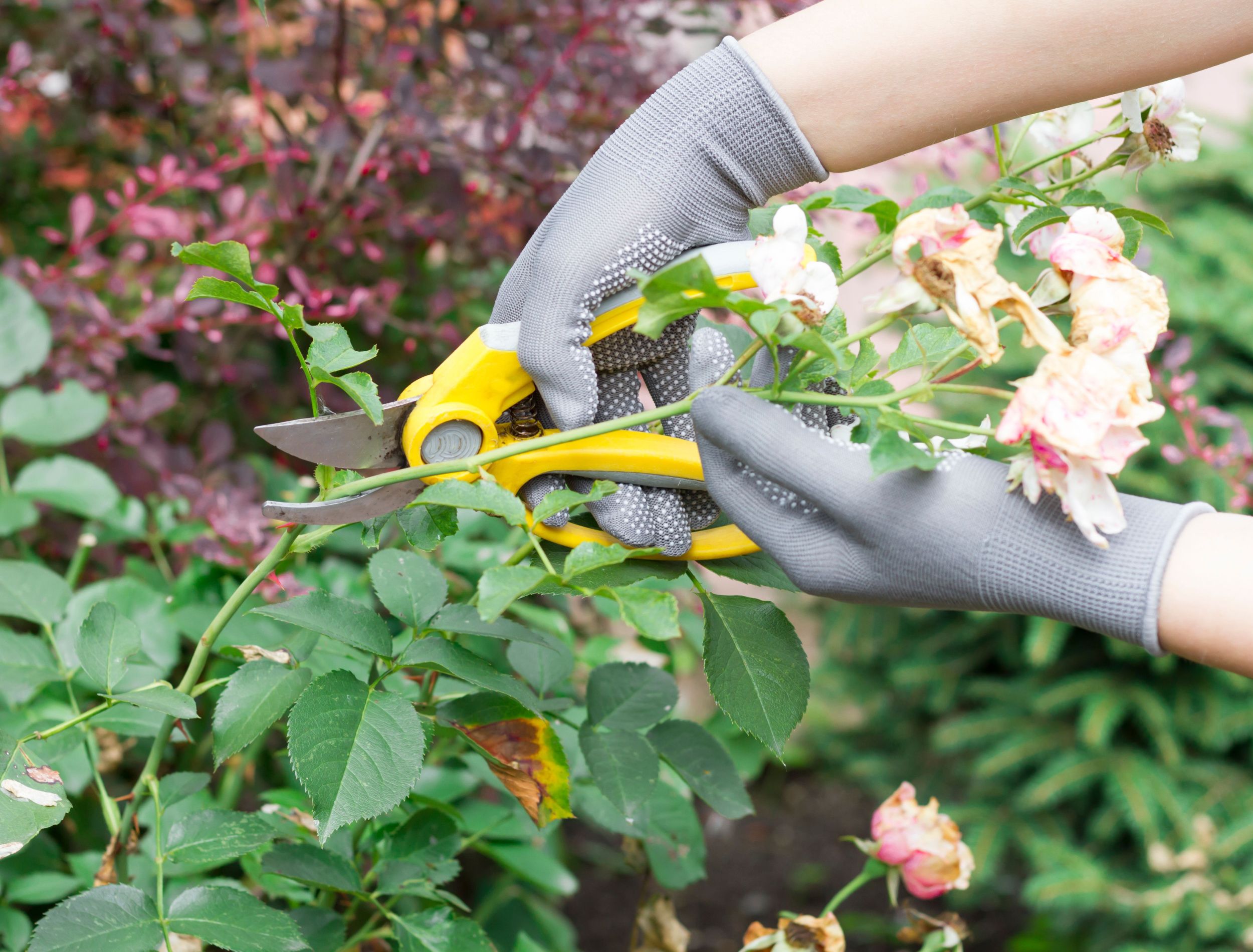 6 Rose Pruning Mistakes to Avoid