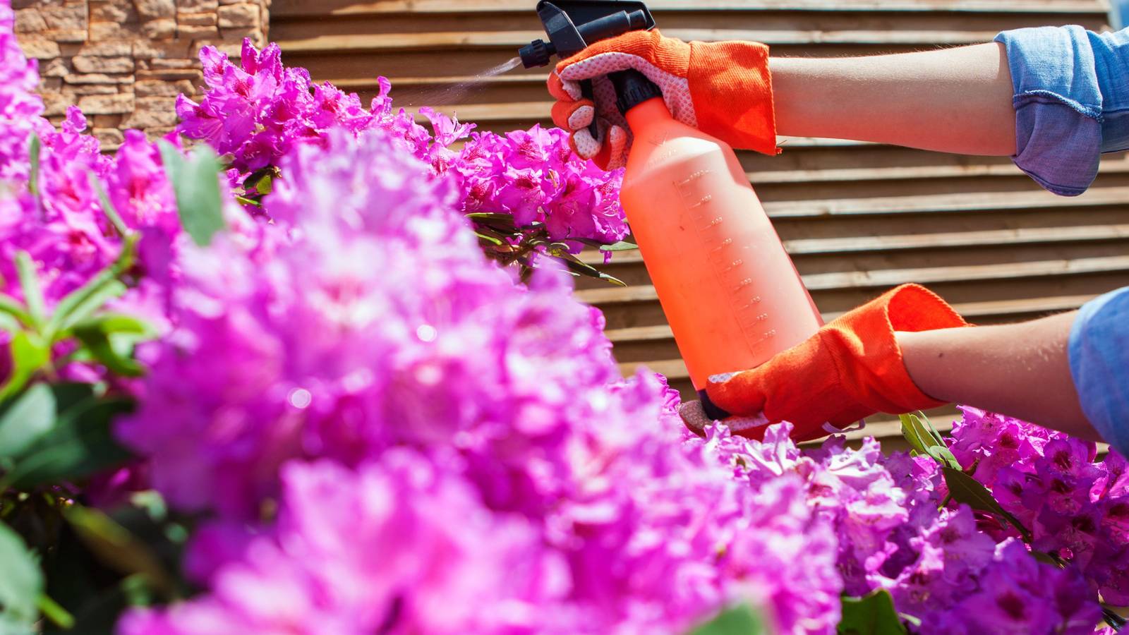 How to Fertilize Your Azaleas